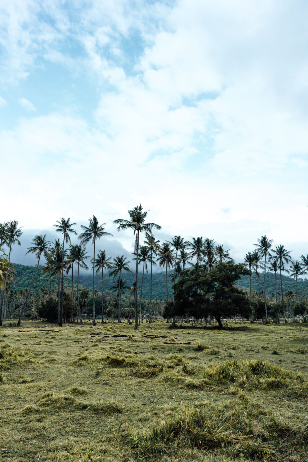 The Lombok Travel Guide: Palm Tree Fields at Pantai Setangi 3